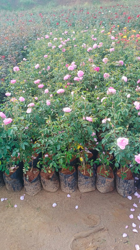 Paneer rose | ChennaiPlantNursery