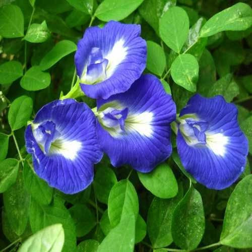 Sangu poo / silpa clitoria | ChennaiPlantNursery