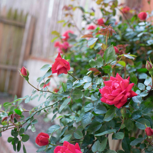 RED ROSE | ChennaiPlantNursery