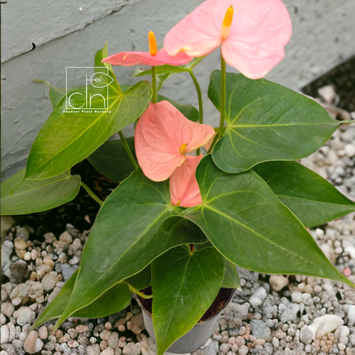 Anthurium pink | ChennaiPlantNursery