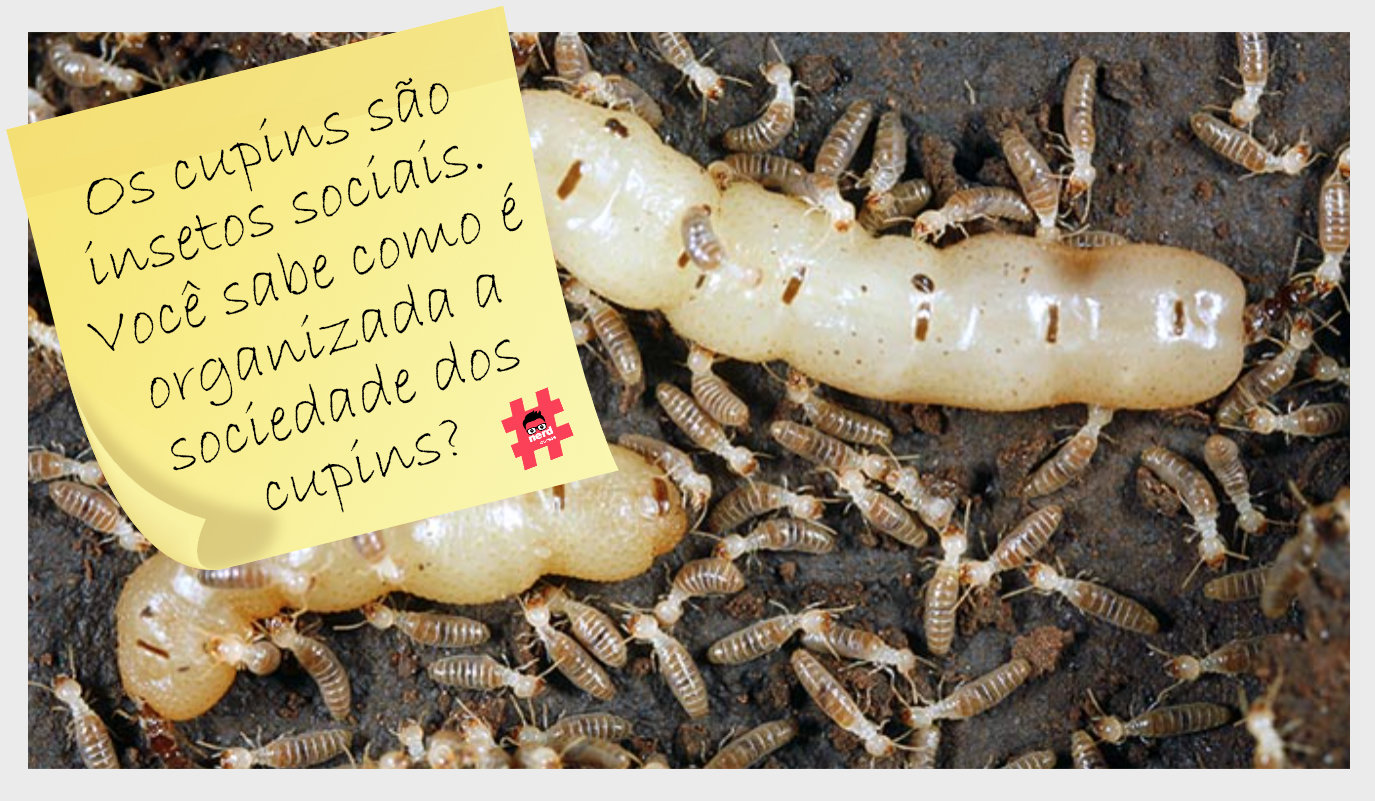 Descoberta uma espécie de cupim onde não há machos. | Nerd Cursos ...