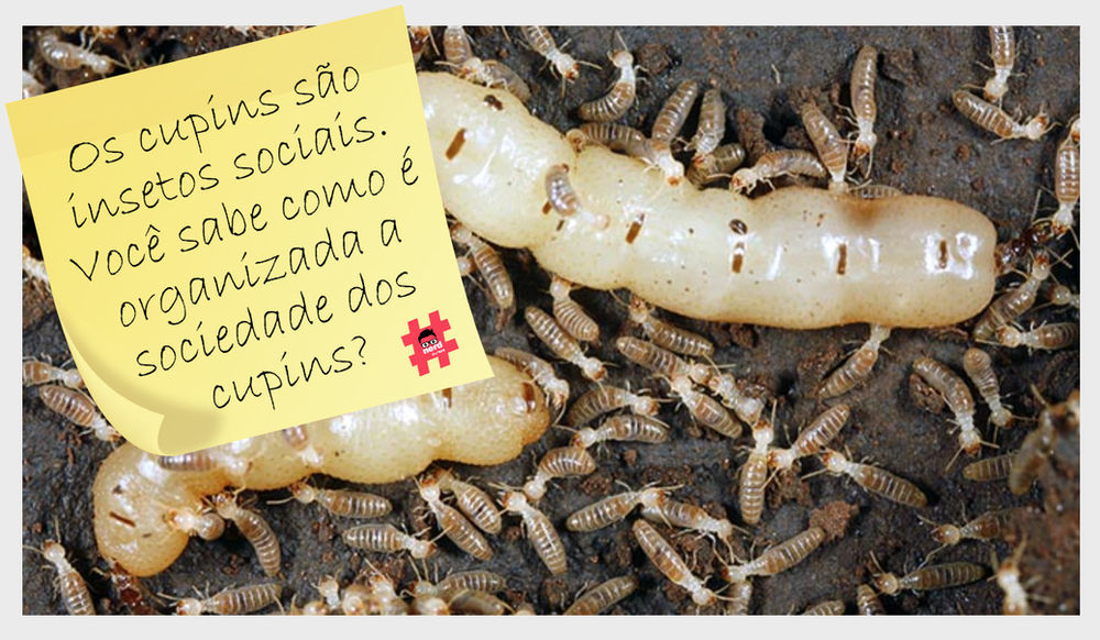 Descoberta uma espécie de cupim onde não há machos.