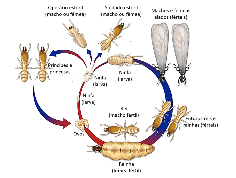 Descoberta uma espécie de cupim onde não há machos.