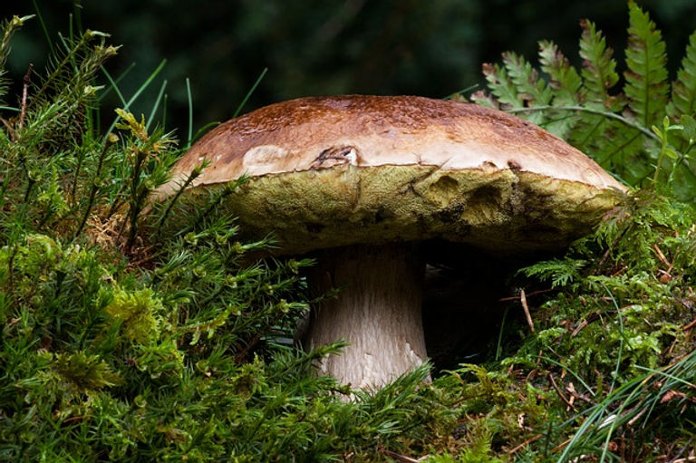 Eetbare paddestoelen