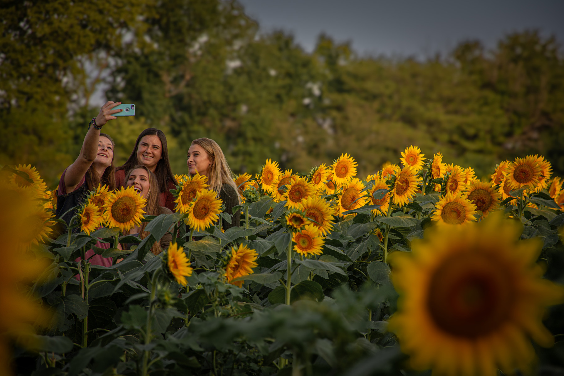 Kansas Sunflowers Guide | The Prairie Wanderer
