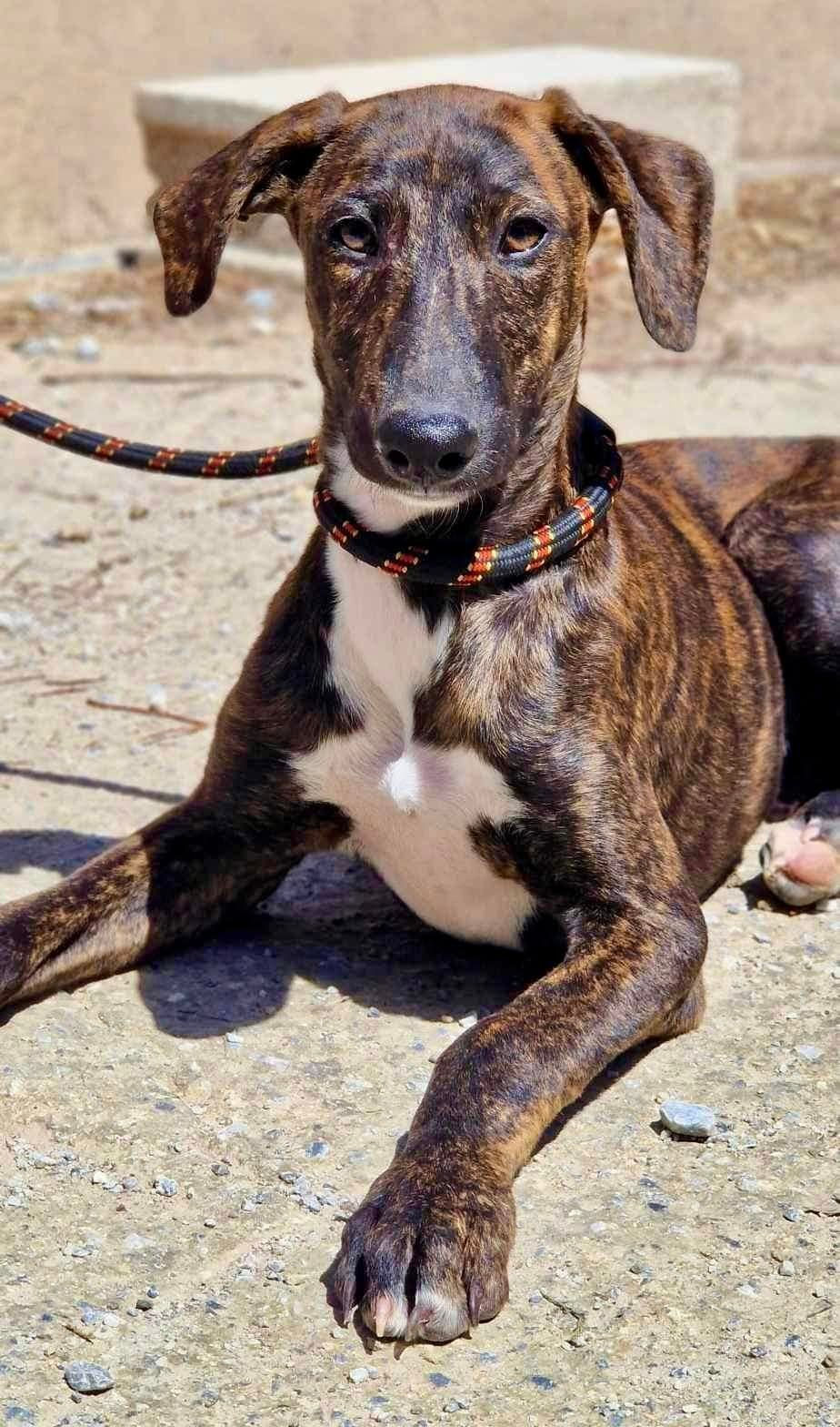 AA Dog Rescue | Puppies for Adoption