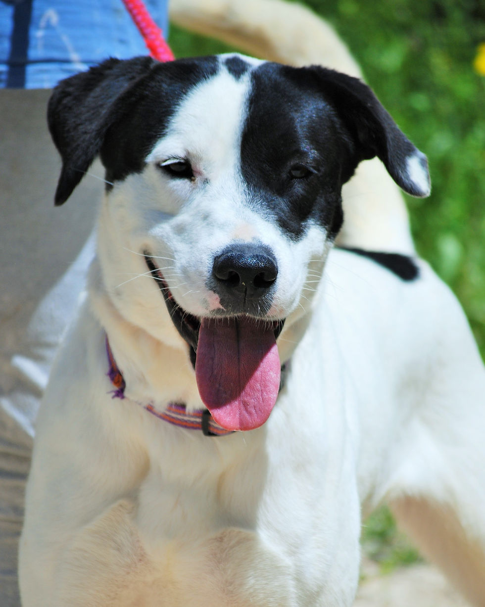 AA Dog Rescue | Female Dogs for Adoption