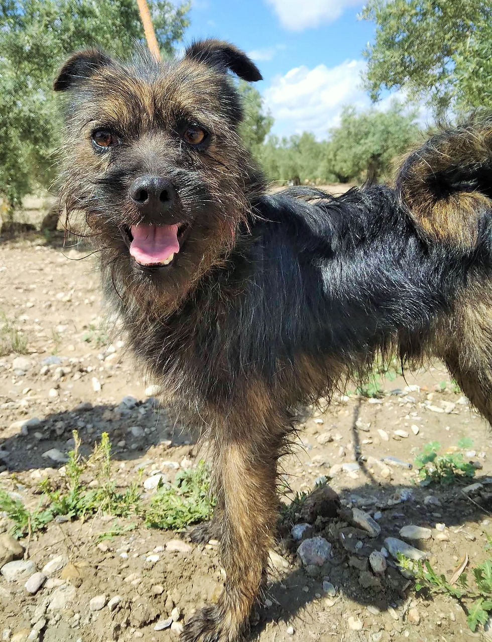 AA Dog Rescue | Male dogs for Adoption