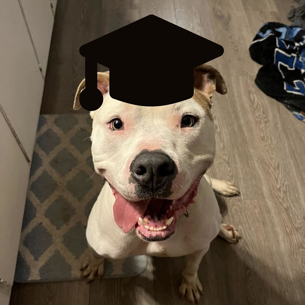 Building Bonds: Positive Training Methods for Bully Breeds