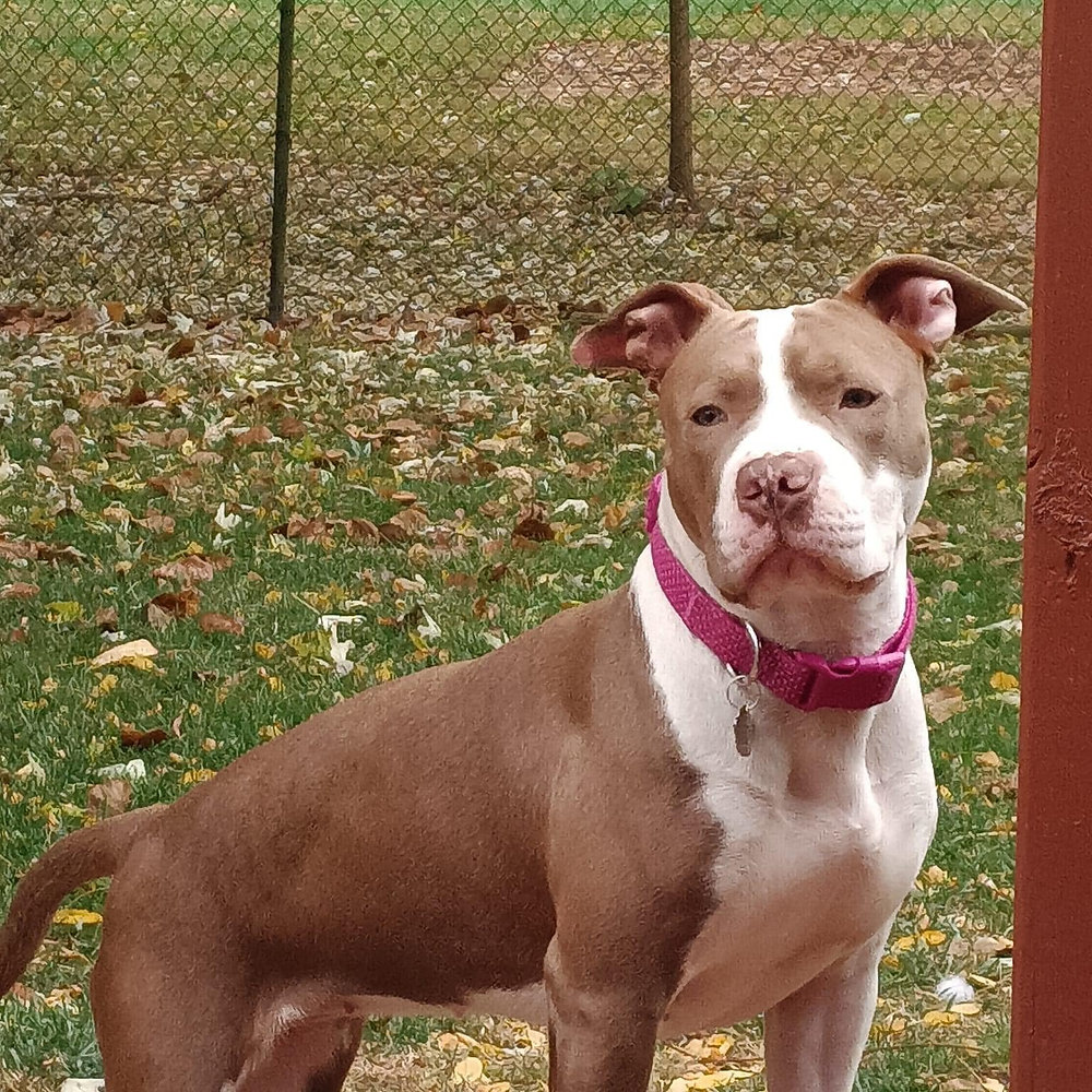 Bully Breeds Are Not the Problem: The Truth About Breed-Specific ...