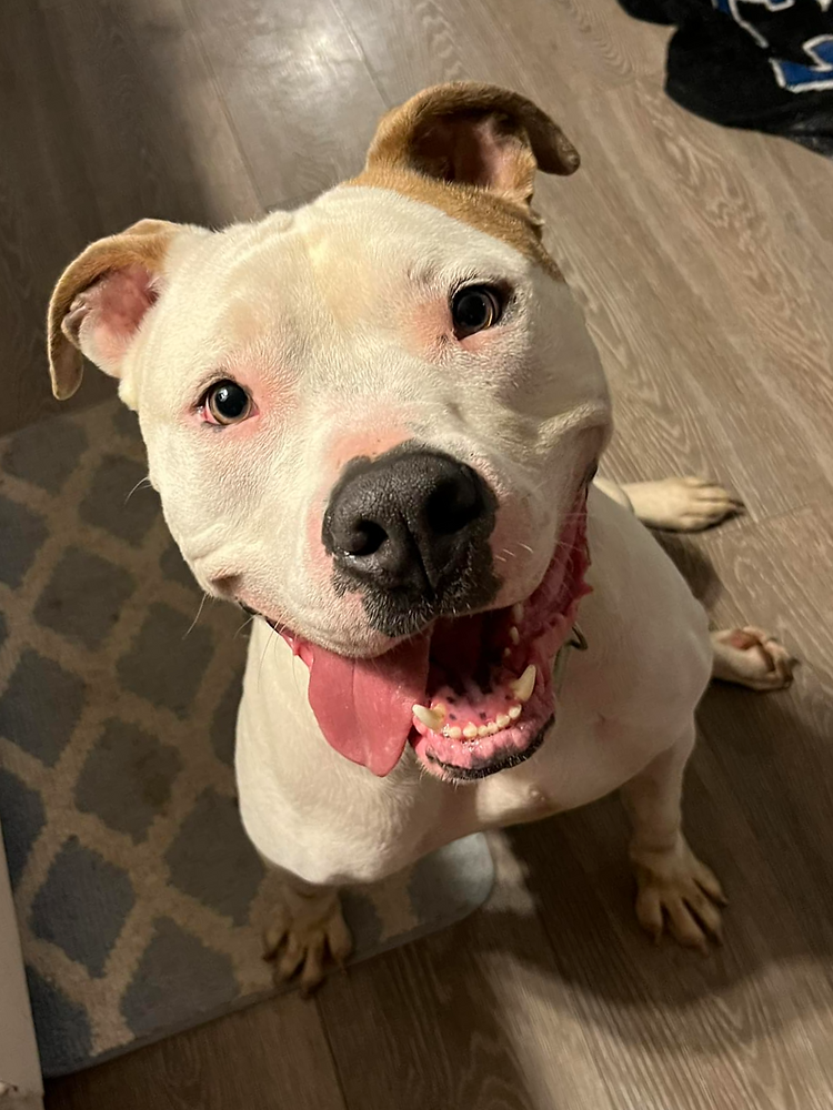 What Is a Bully Breed? Understanding Their Origins and Traits