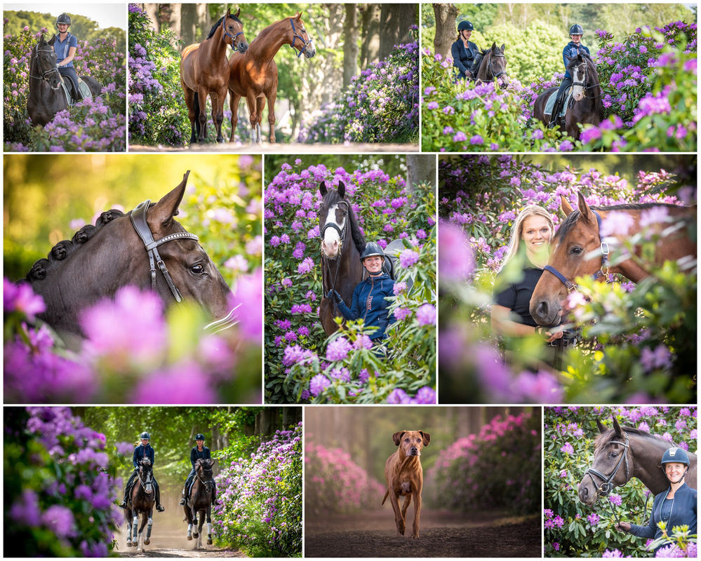 Locatie, locatie, locatie voor een fotoshoot met je paard