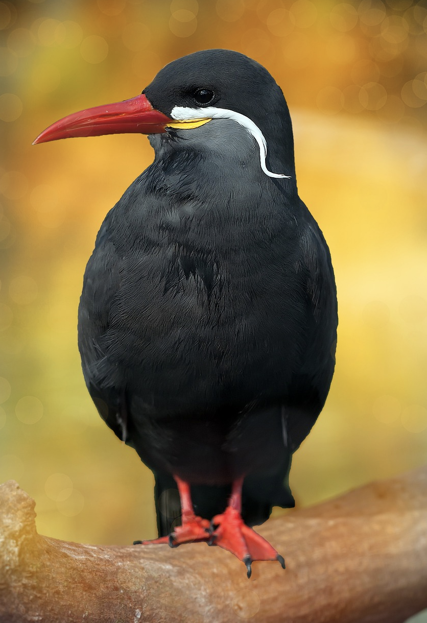 Inca Tern