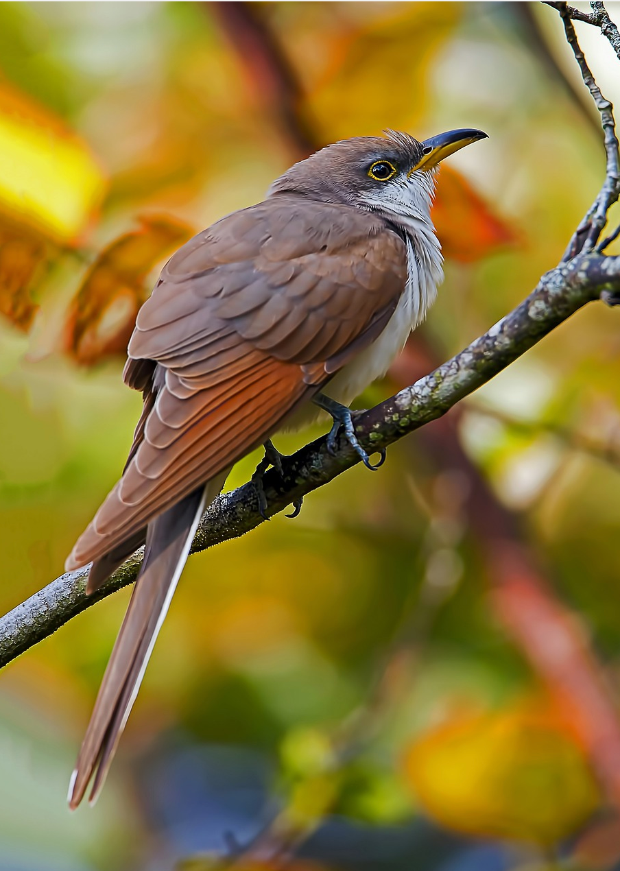 Animals Native To Oklahoma
