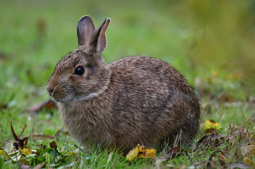 Animals Native To Mississippi