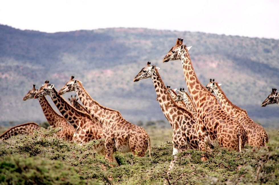 How Tall Is A Giraffe?