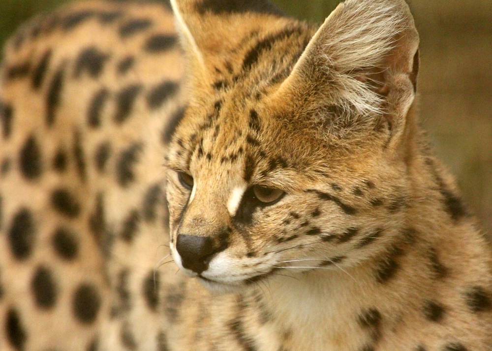 African Serval