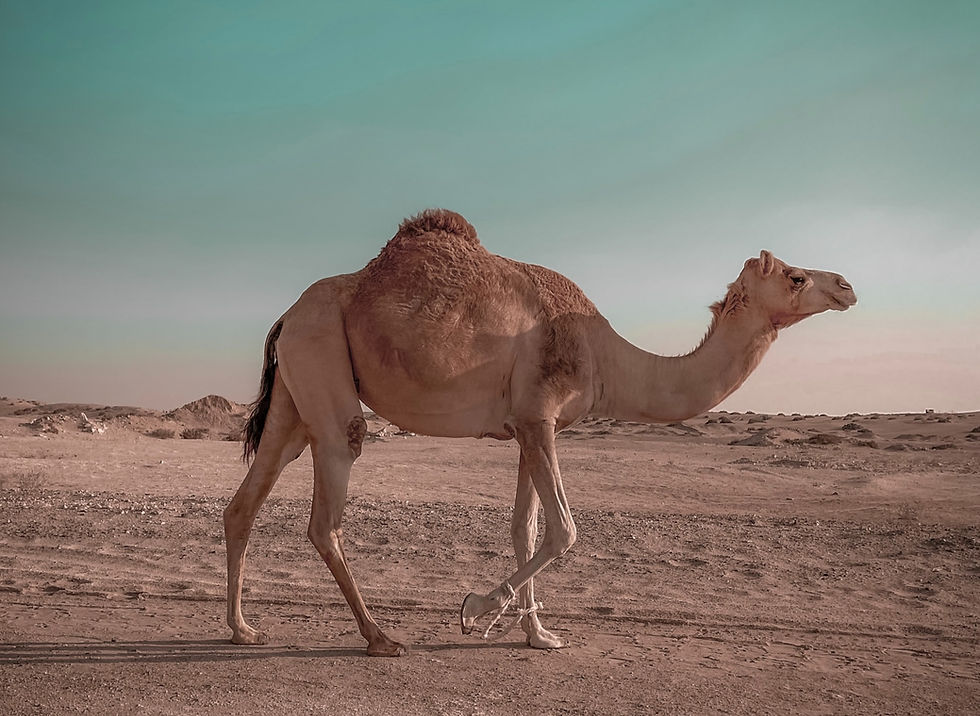 Top 10 Desert Animals