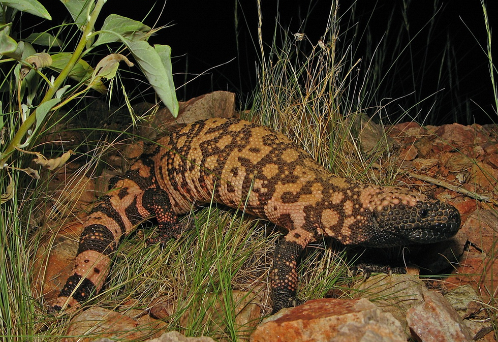 Top 10 Desert Animals