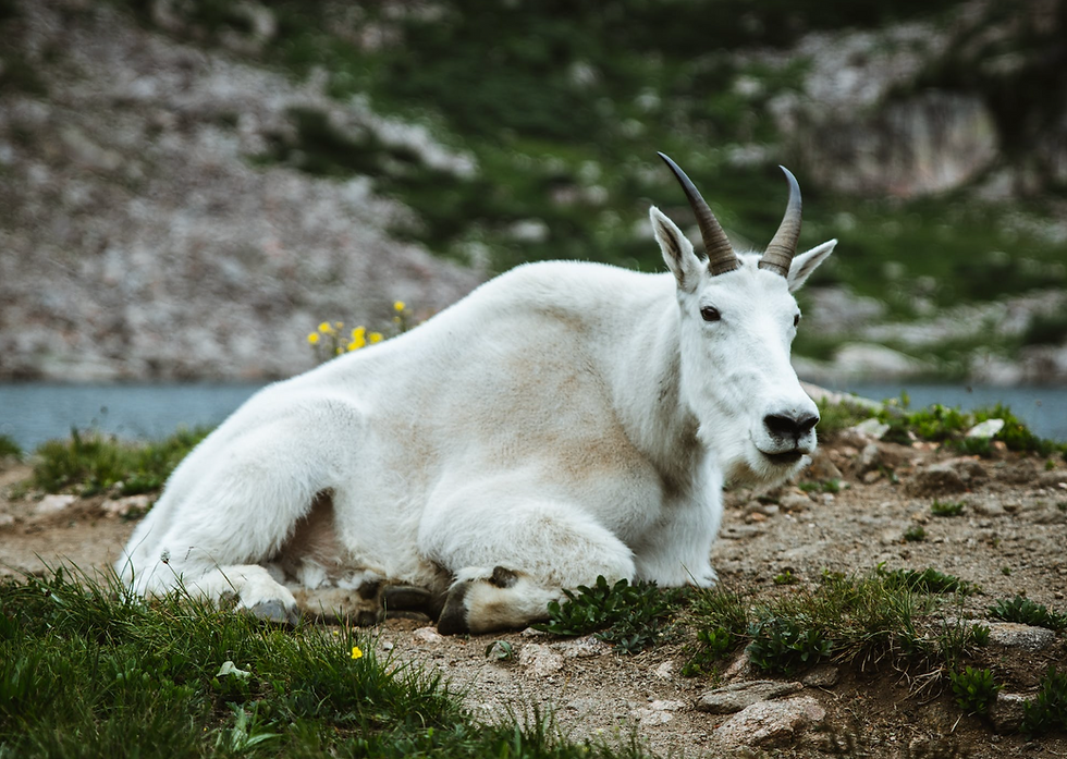 Animals Native To Idaho