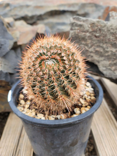Notocactus (Parodia) Erubescens | Tucson Cactus & Koi