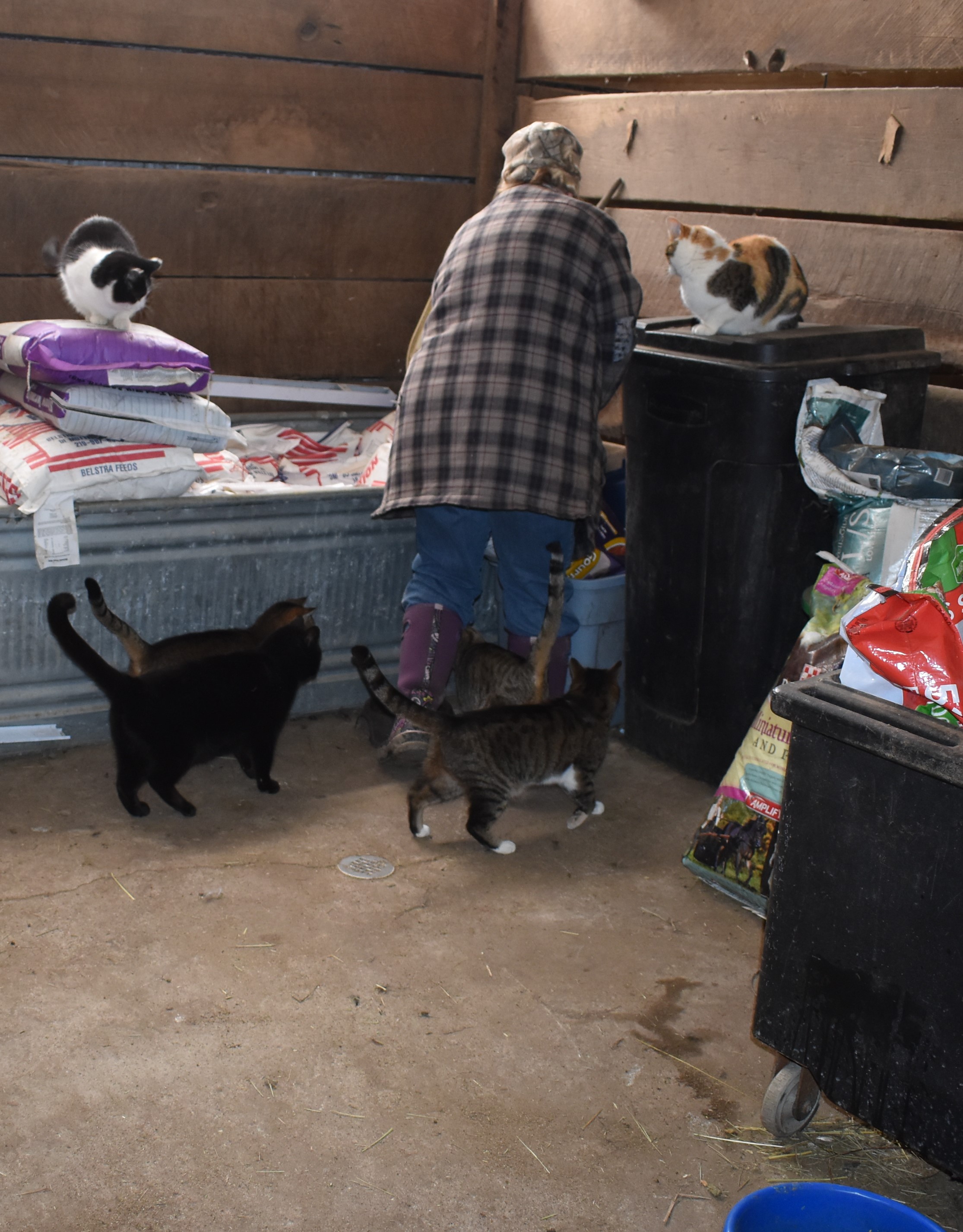 BARN CAT PROGRAM | illinoishorserescue