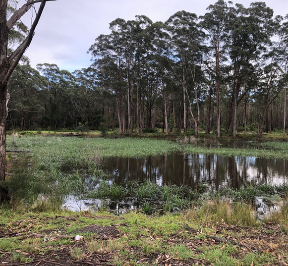 Home | Bindi Patch Puppies