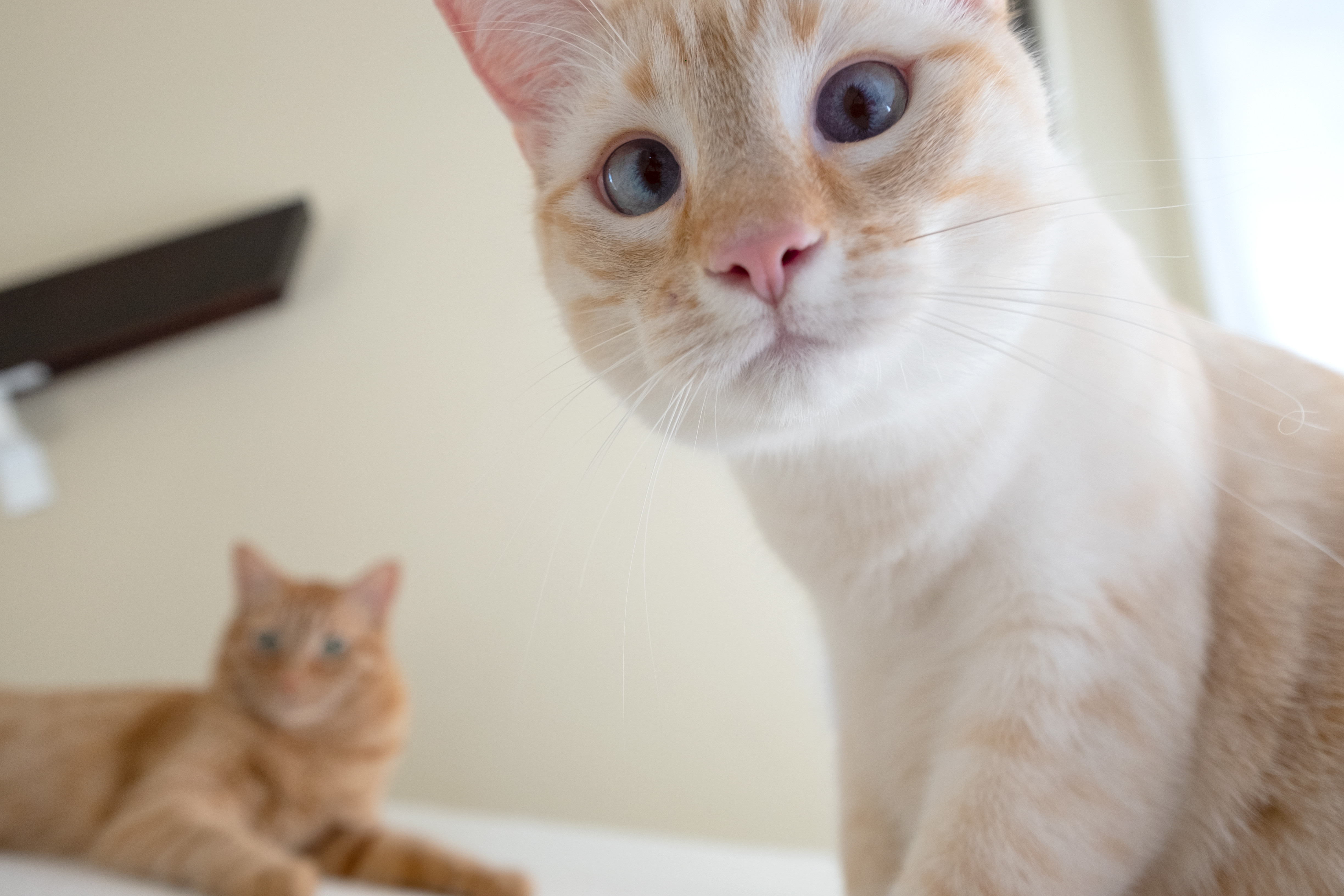 Introducing a New Cat to a Resident Cat