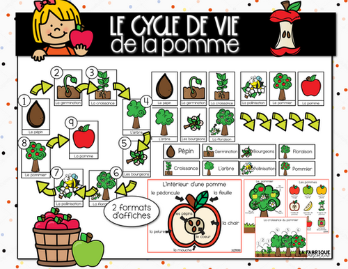 Le cycle de la vie de la pomme | La Fabrique Préscolaire