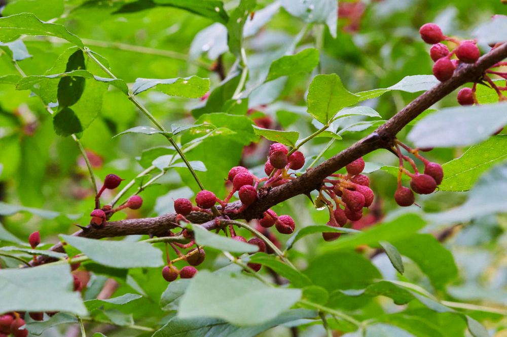 Zingy Zanthoxylum americanum...aka: Northern Prickly Ash