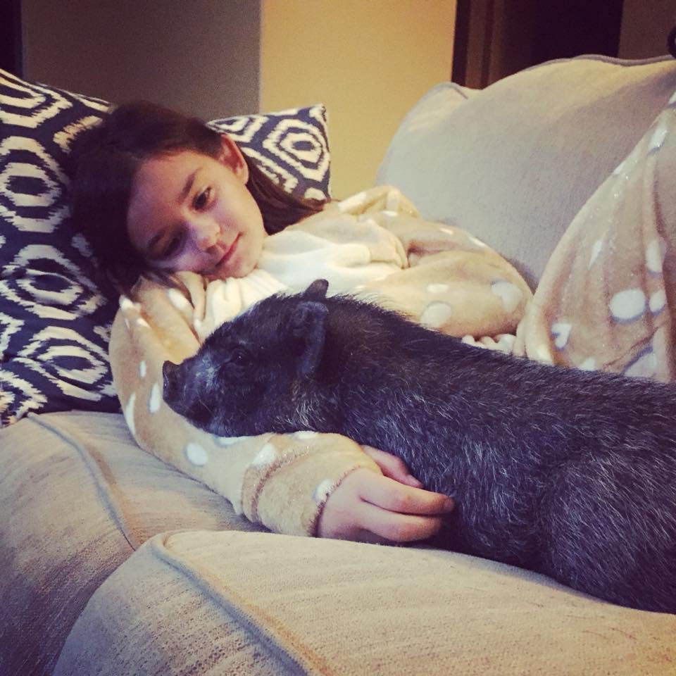 Mini pigs for sale | San Diego California | SoCalMiniPigs.com | adopt a pig