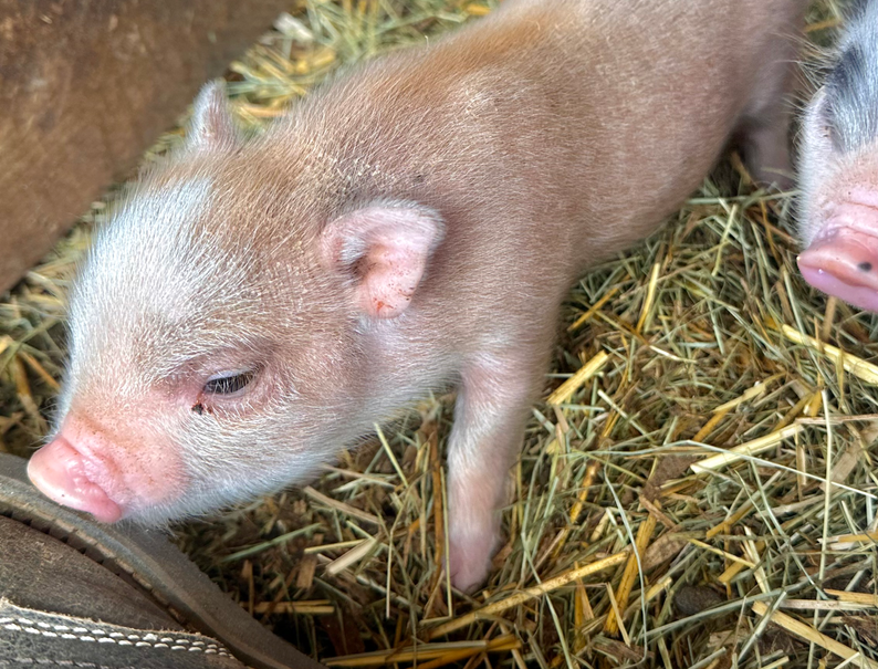 Mini pigs for sale | San Diego California | SoCalMiniPigs.com | adopt a pig