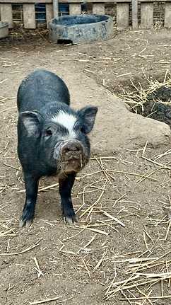 Adopt a mini pig in California | SoCalMiniPigs Farm