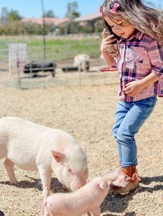 Mini pig farm in Valley Center | kid friendly family fun ...