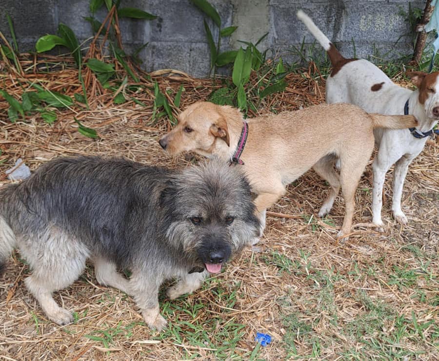 Client Blog: Linda introduces Meg the dog & PAWS Mauritius