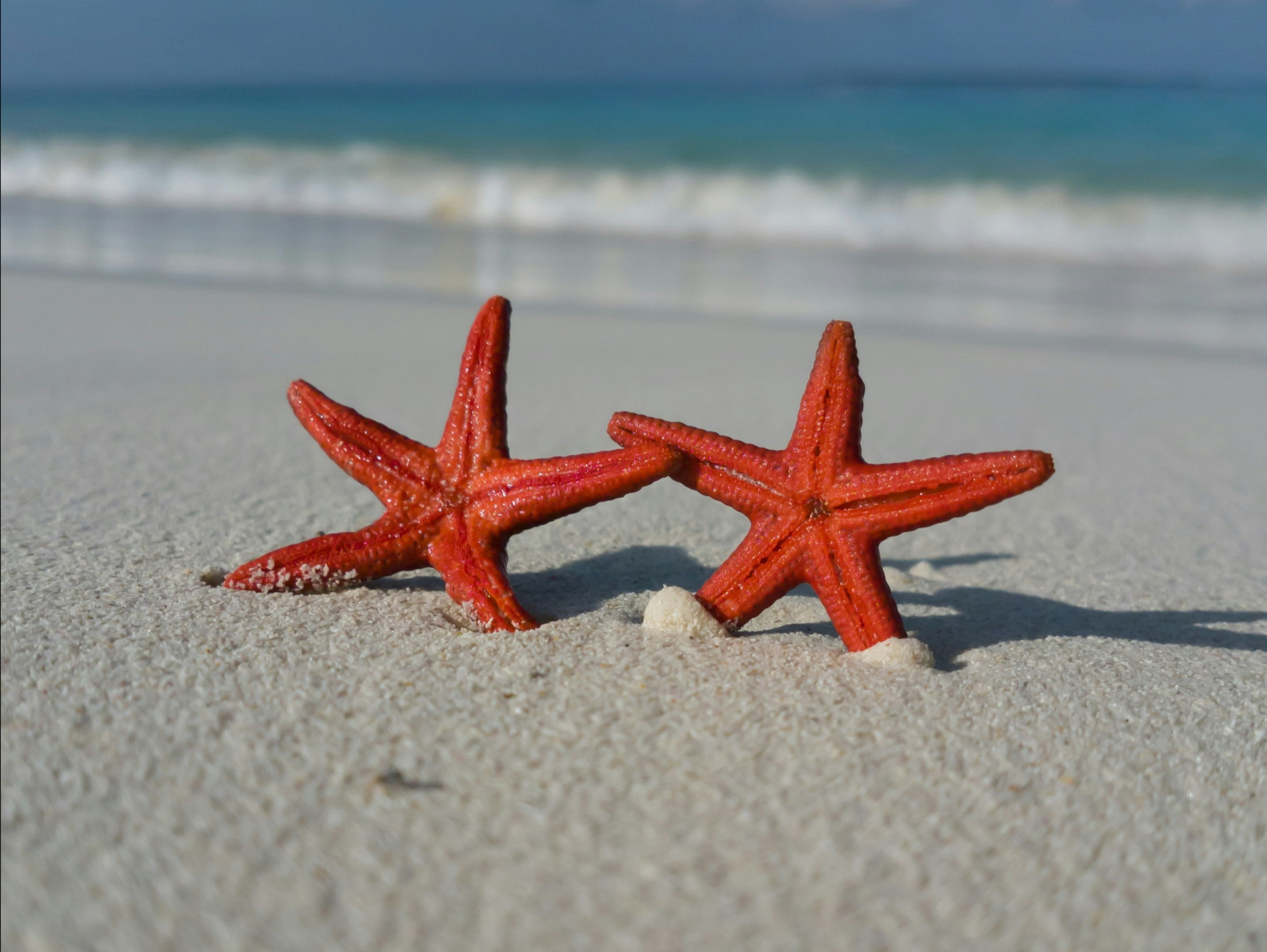 The Arms of the Starfish