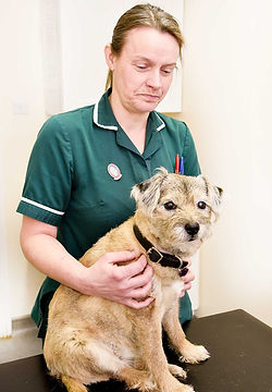 Hale Veterinary Group | Gold-standard Pet Care in Wiltshire