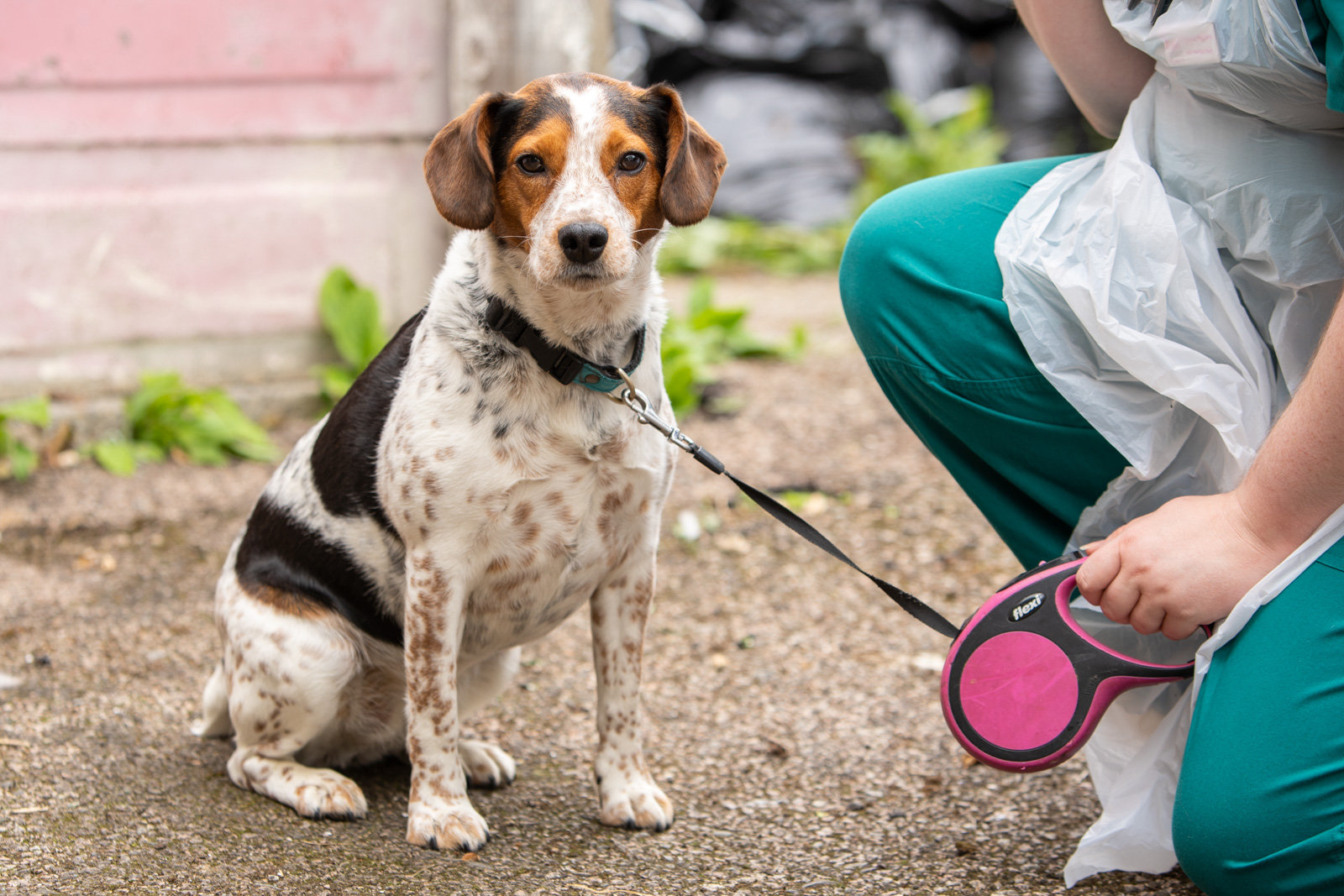 Dog & Cat Microchipping | Mark Nelson Vets