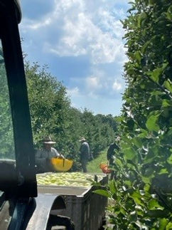 Apple Orchard | Vermeer Orchards Inc