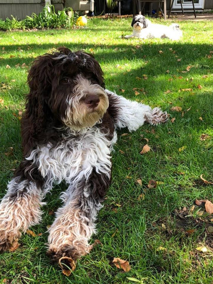 F1 Springerdoodles Past Litters | Crimson Companions