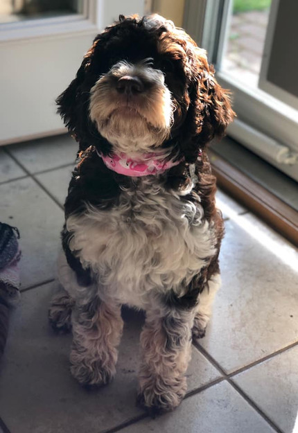 F1 Springerdoodles Past Litters | Crimson Companions