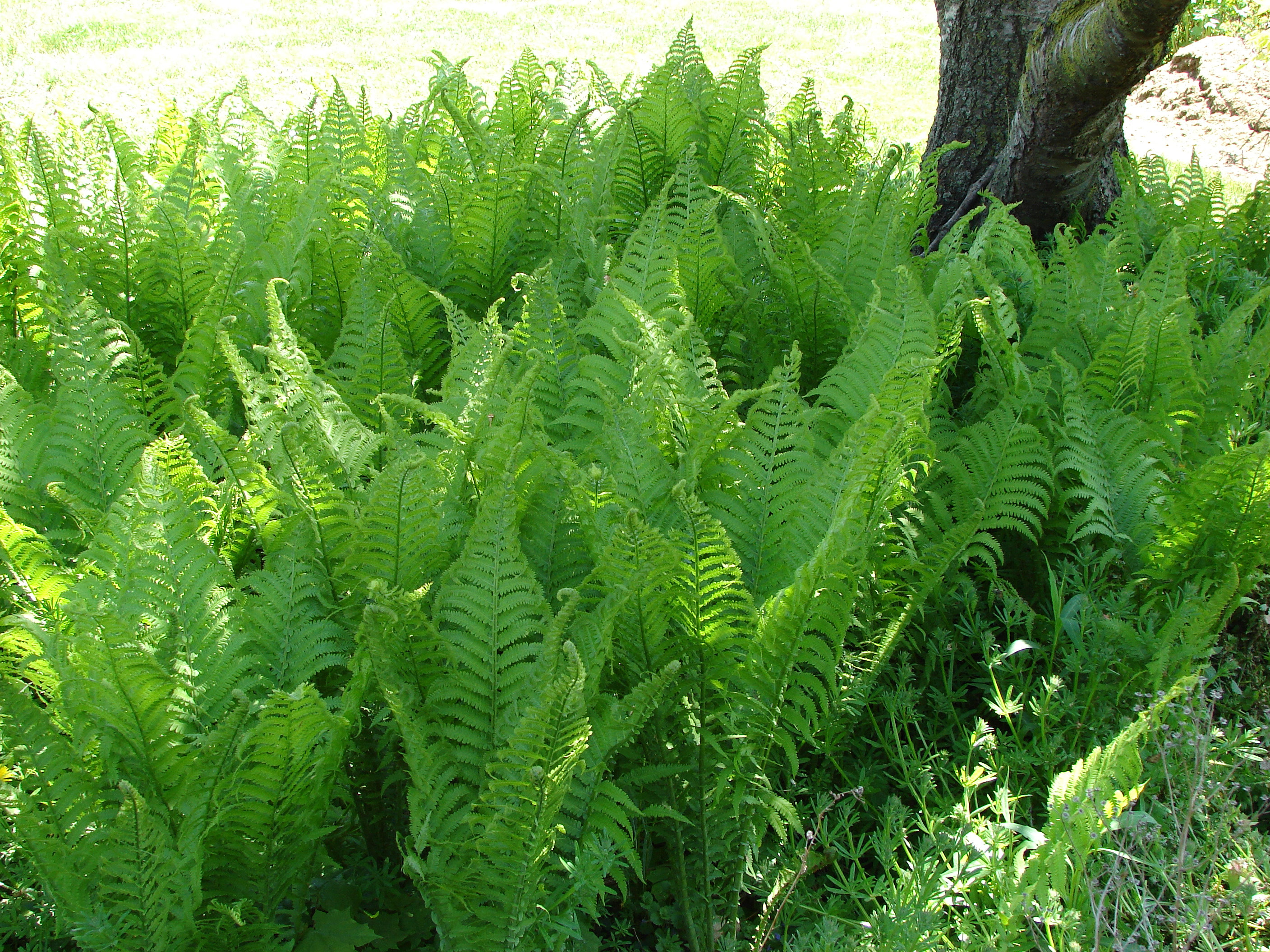 The Plantsmen Nursery | Matteuccia struthiopteris