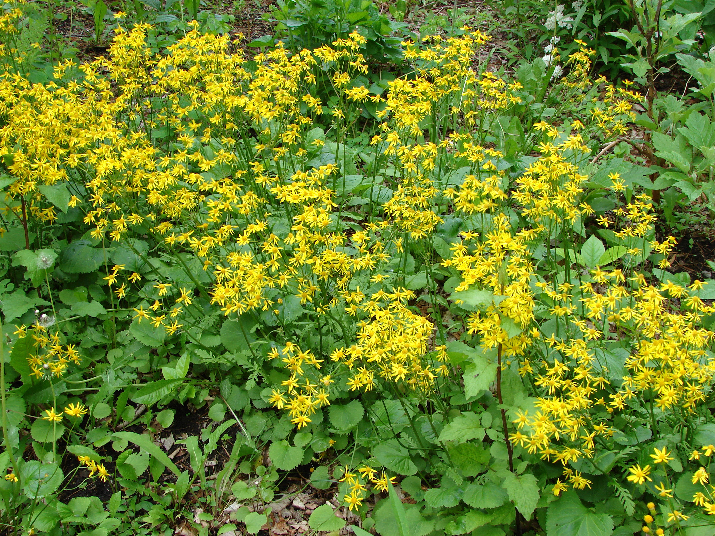 The Plantsmen Nursery | Senecio aureus - Golden Ragwort