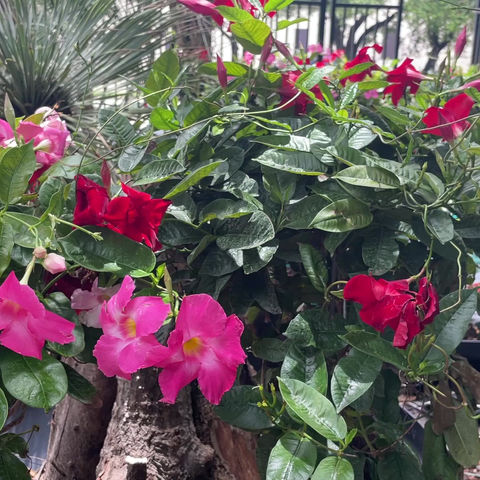 Gardening Tips From Archie's Gardenland