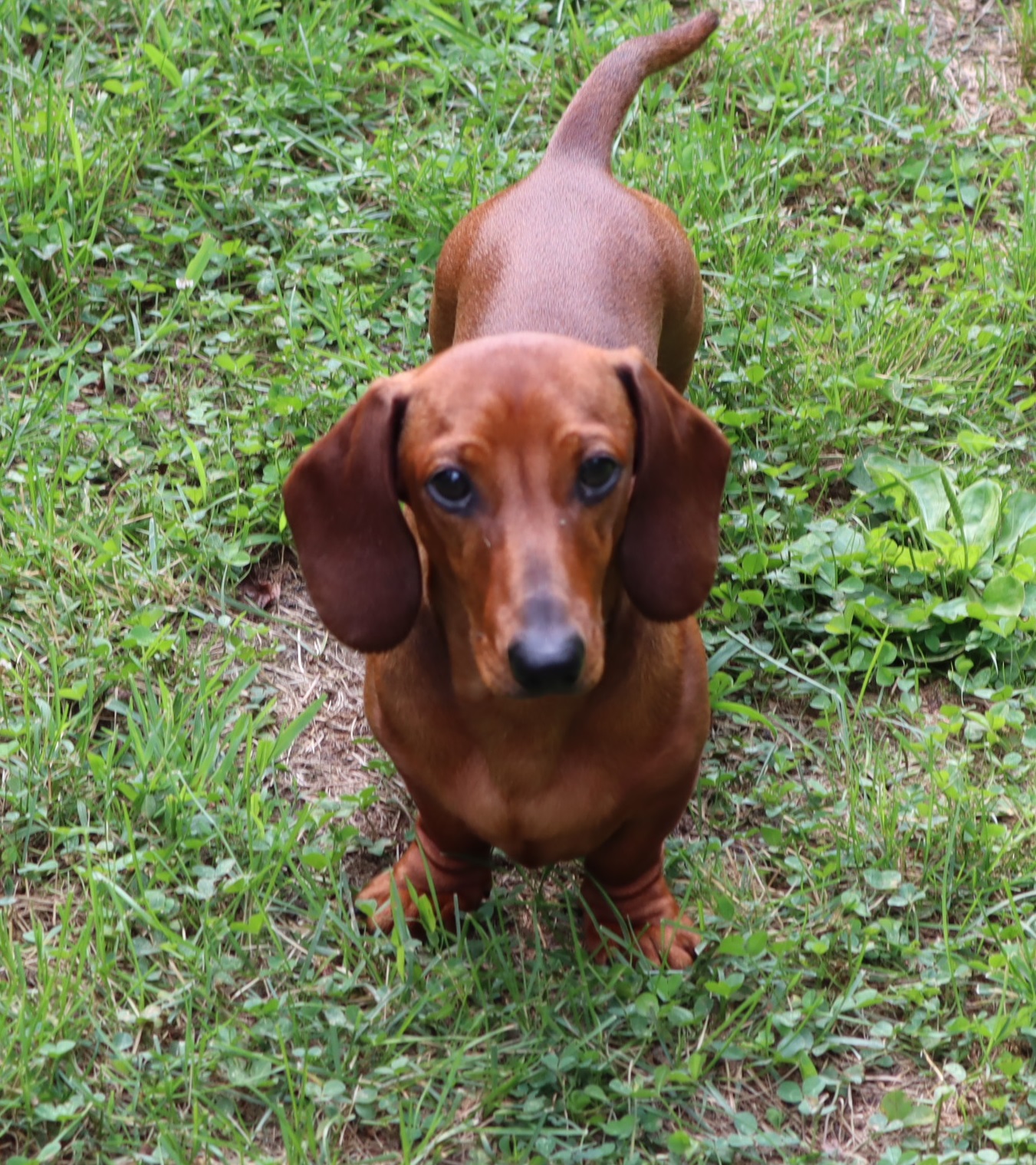 AKC Dachshund puppies for sale | Yoshi-Dachs | United States