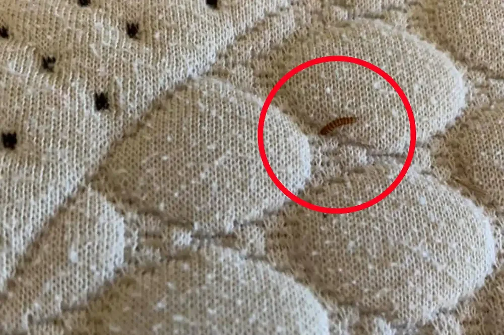 bed bug larvae worm