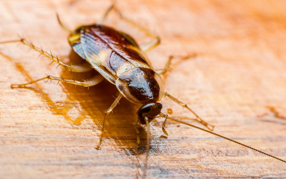 The Most Common Insect in Orlando, Florida: An In-depth Analysis