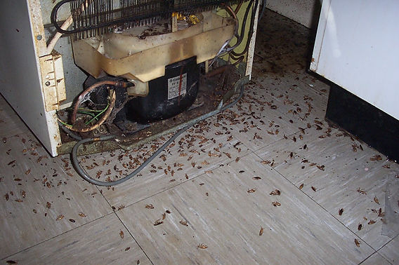 Roach Poop Signs Of Cockroach Infestation | FullScope Pest