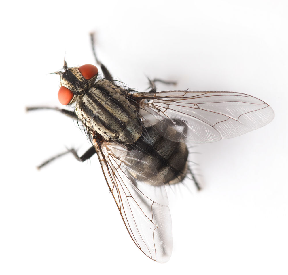 Different Types of Flies and the Danger they Pose