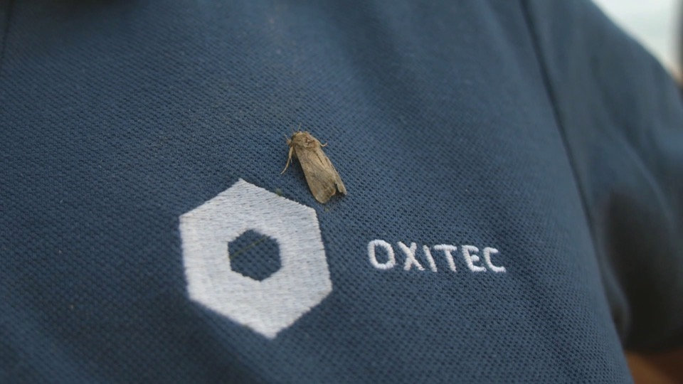 Oxitec’s special insects